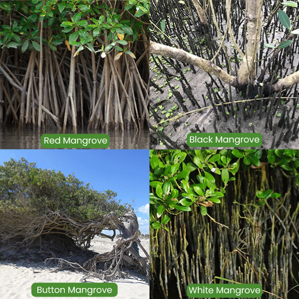 Mangrove Diversity and Ecosystem Importance | Rhizophoraceae Insights